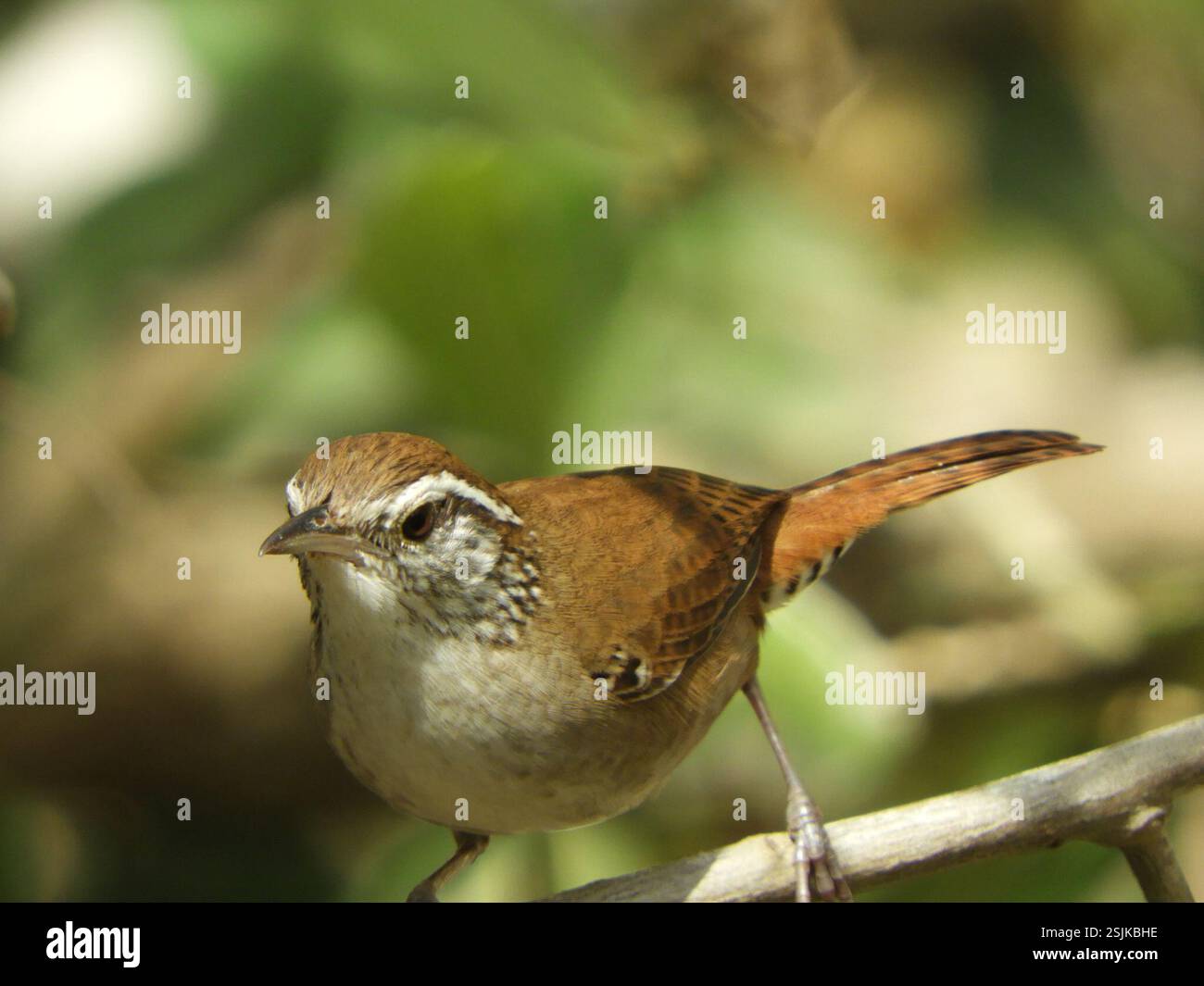 Sinaloa Wren (Thryophilus sinaloa), Aves, Rosamorada, Nay., México ...