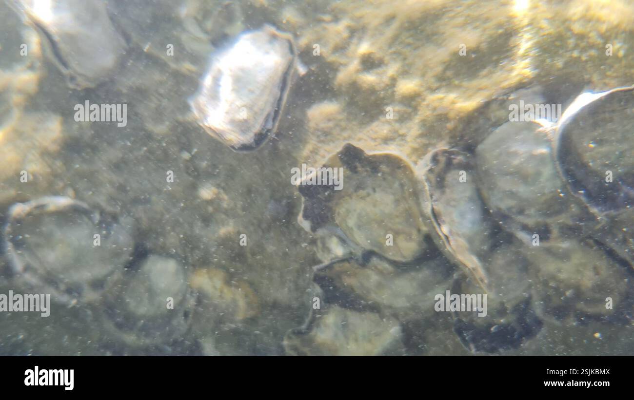 Flat Tree Oyster (Isognomon alatus), Mollusca, Brasil Stock Photo - Alamy