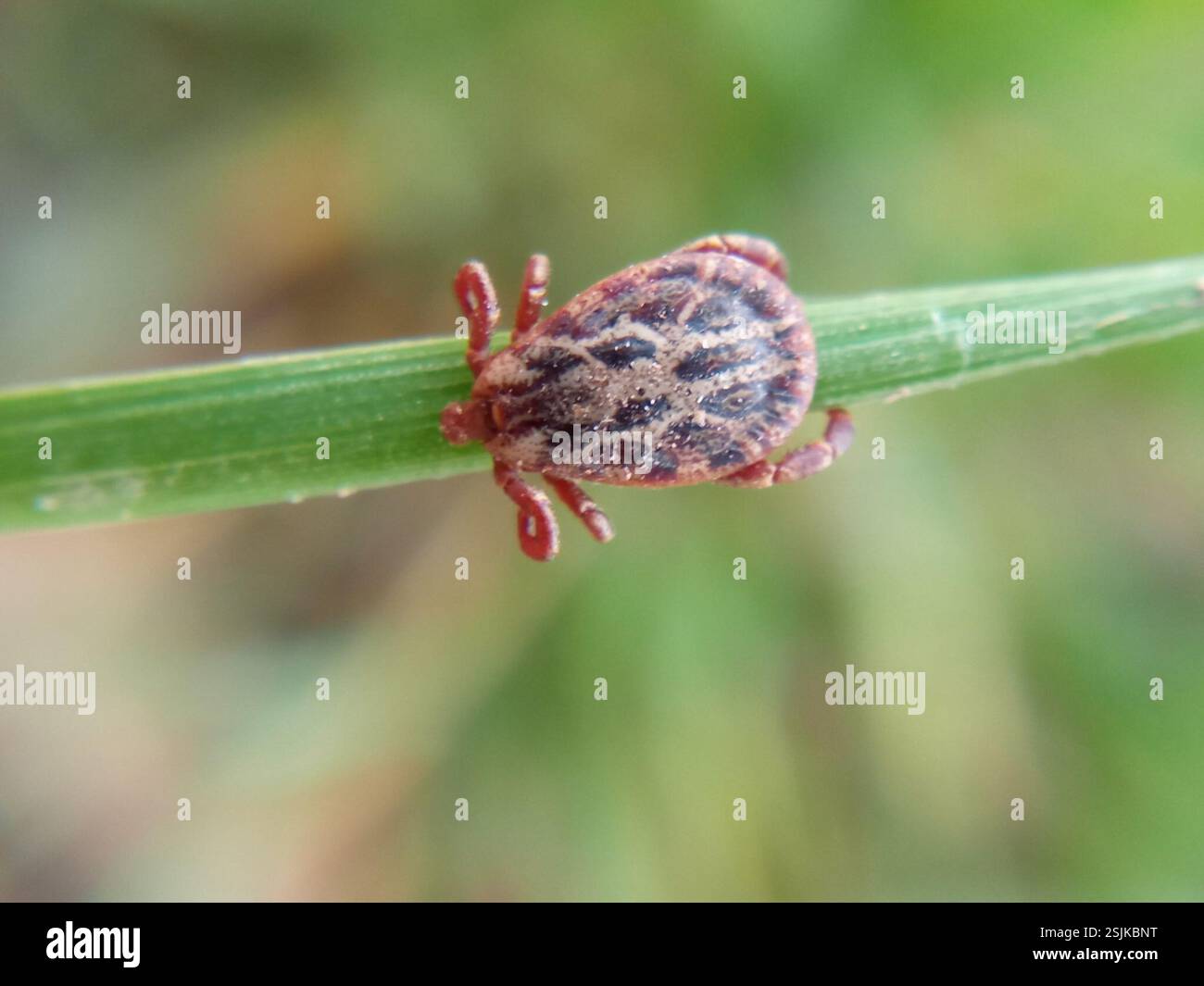 Ornate Sheep Tick (Dermacentor marginatus), Arachnida, La Frette ...