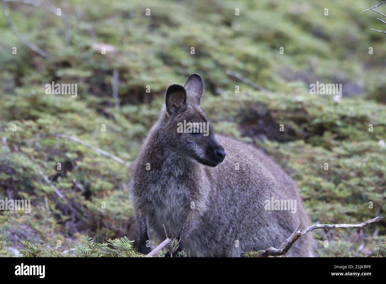 Bennett's Wallaby (Notamacropus rufogriseus rufogriseus), Mammalia ...