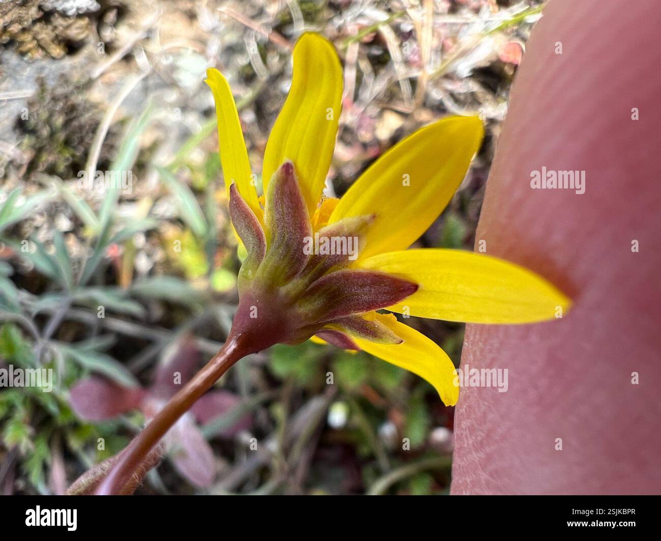 spring gold (Crocidium multicaule), Plantae, Columbia River Gorge ...