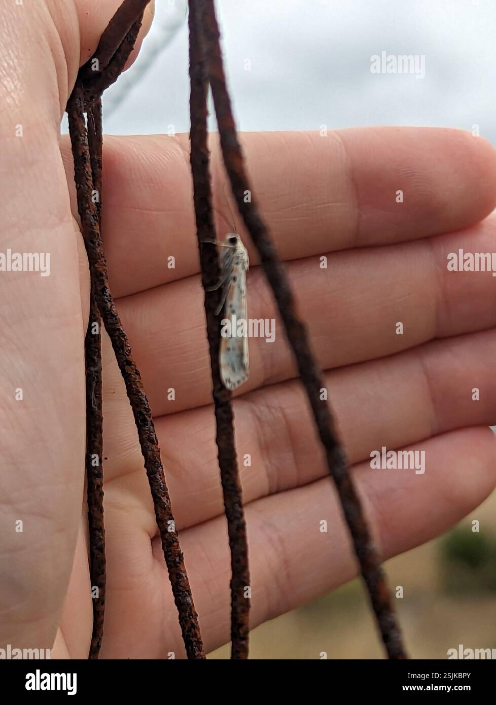 Heliotrope Moth (Utetheisa pulchelloides), Insecta, Greenvale VIC 3059 ...