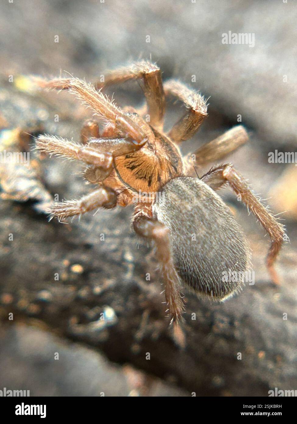 (Agroeca), Arachnida, Highland Dr, Los Osos, CA, US Stock Photo - Alamy