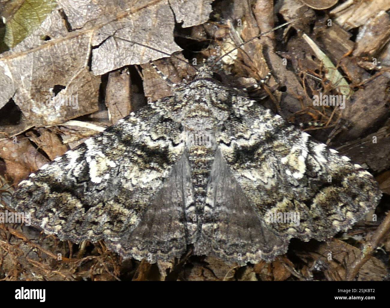 Live Oak Metria Moth (Metria amella), Insecta, River Rd. Preserve ...