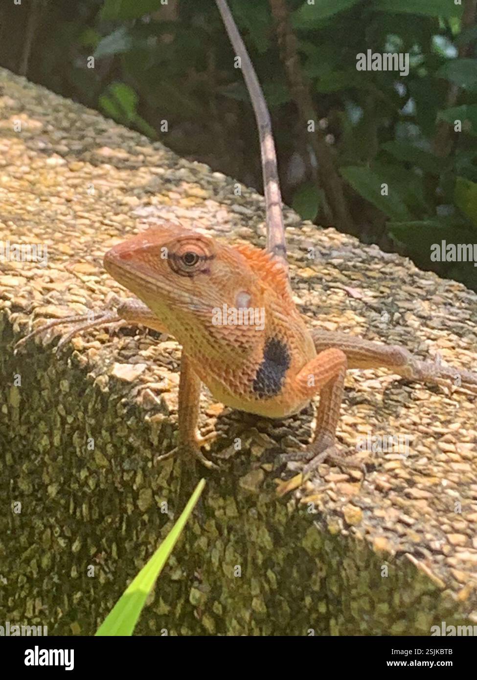 Oriental Garden Lizard (Calotes versicolor), Reptilia, Than Sadet-Ko ...