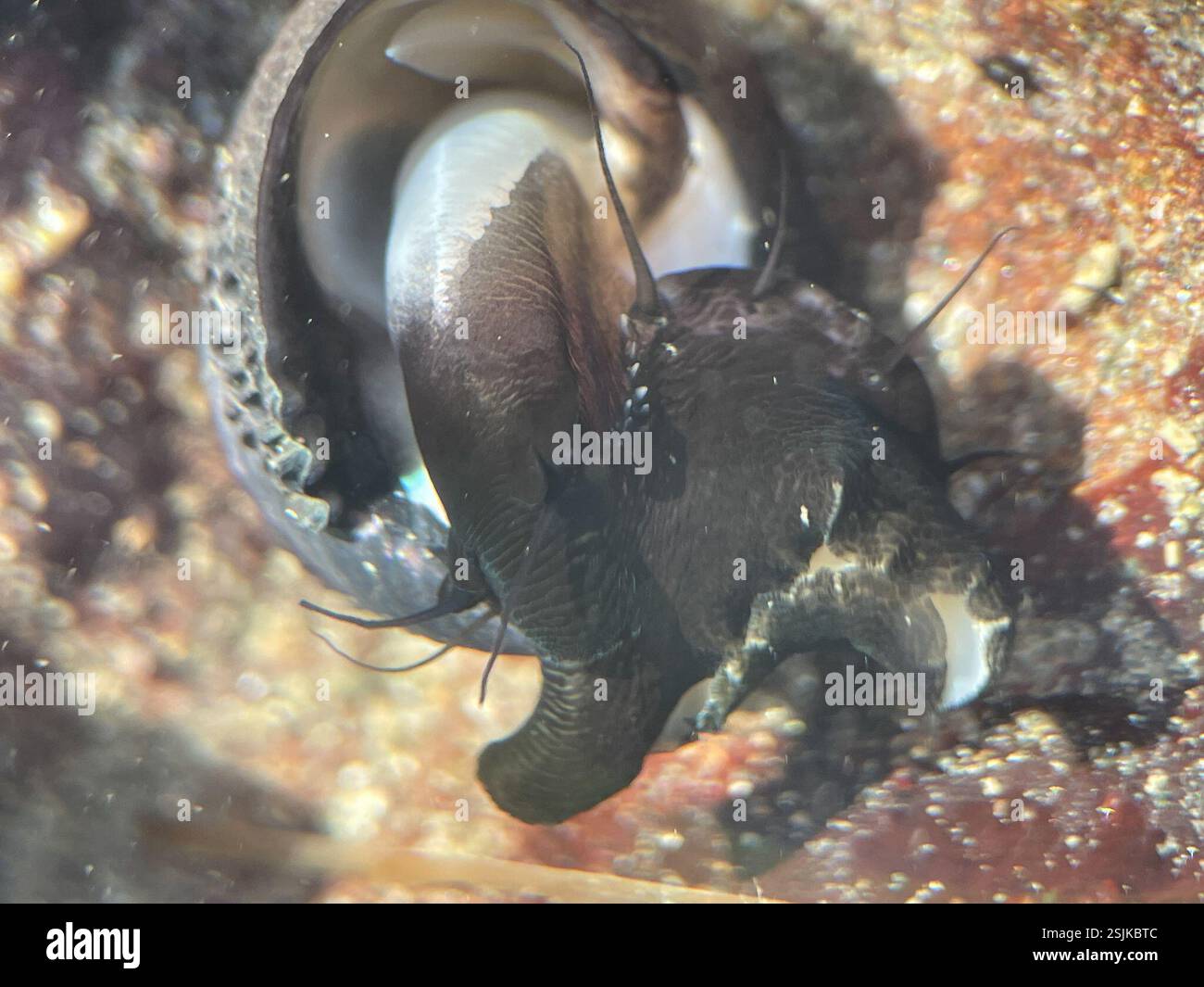 Black Tegula (Tegula funebralis), Mollusca, North Pacific Ocean, CA, US ...