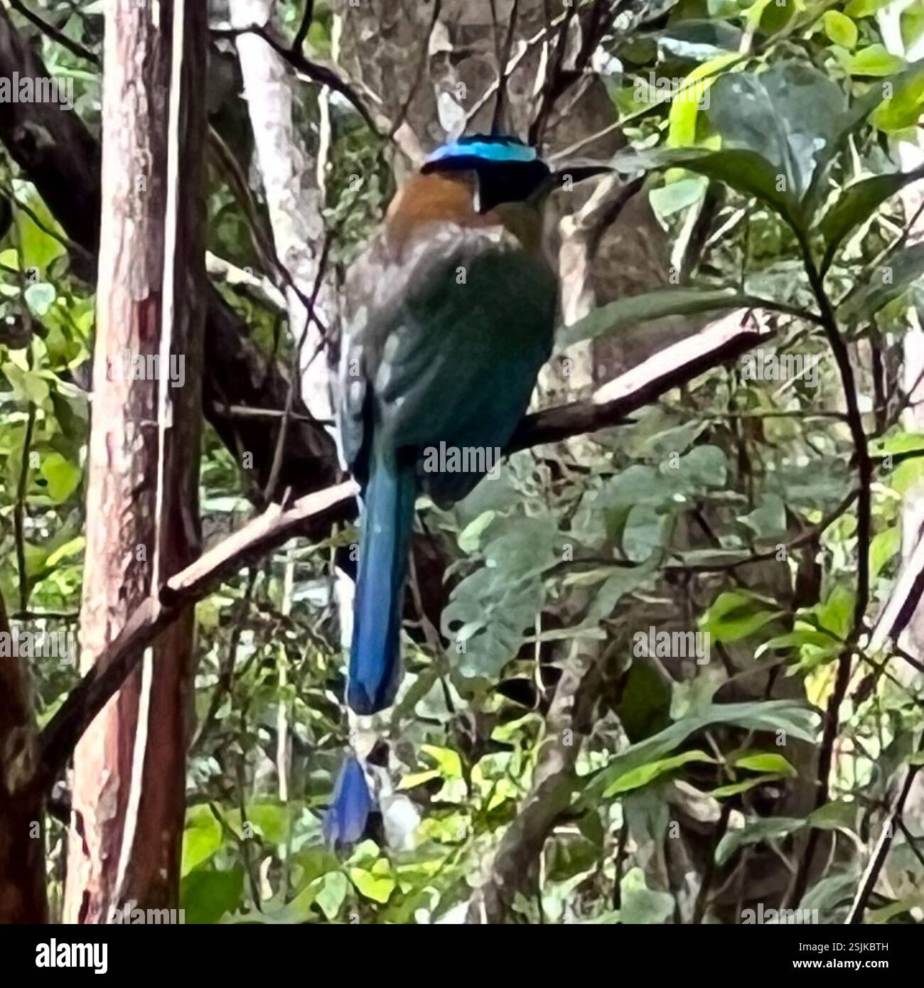 Lesson's Motmot (Momotus lessonii), Aves, Copn Ruinas, Honduras Stock ...