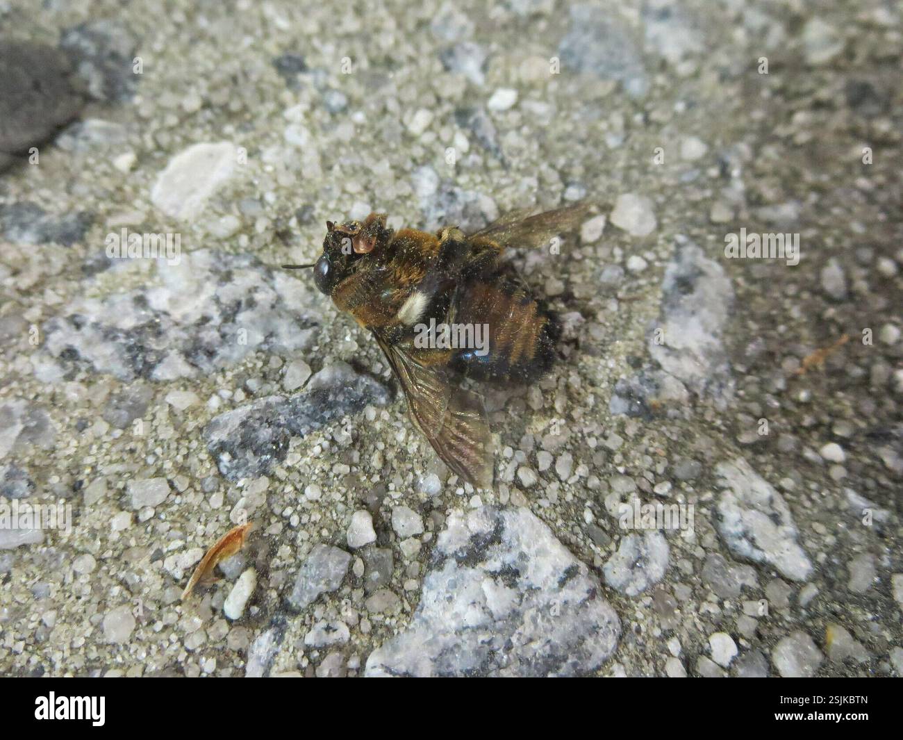 Southern Carpenter Bee (Xylocopa micans), Insecta, Windsor Forest ...