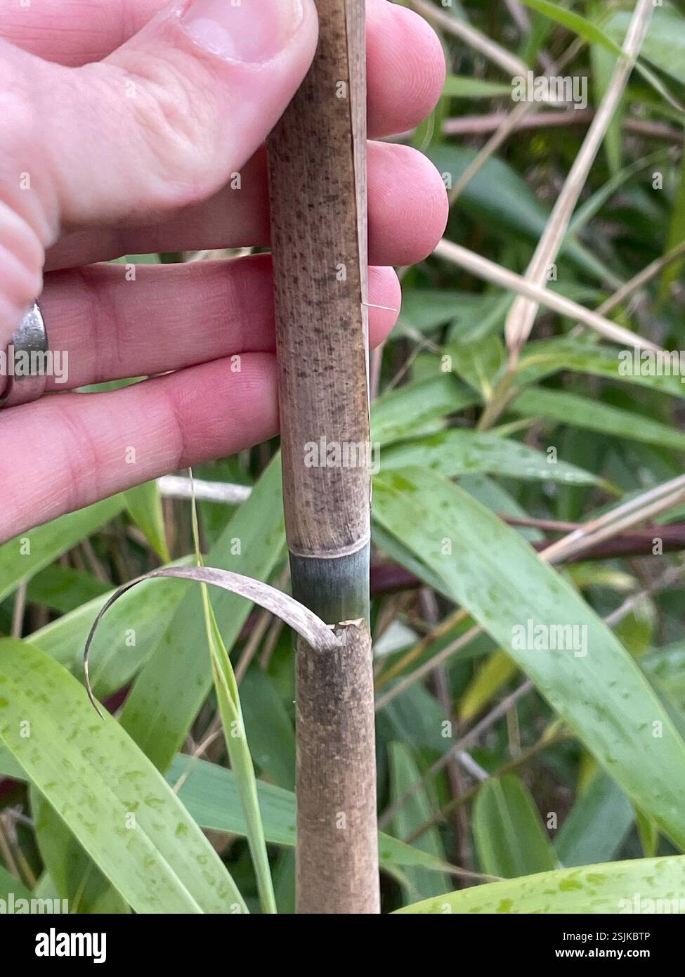 Arrow Bamboo (Pseudosasa japonica), Plantae, SW 104th St, Seattle, WA ...