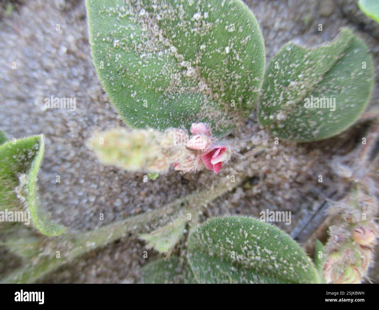 (Indigofera flavicans), Plantae, Zambezi Region, Namibia Stock Photo ...