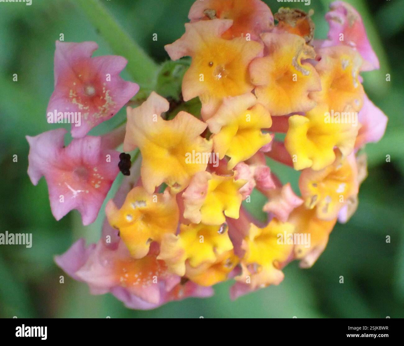 common lantana (Lantana camara), Plantae, Chase Valley ...