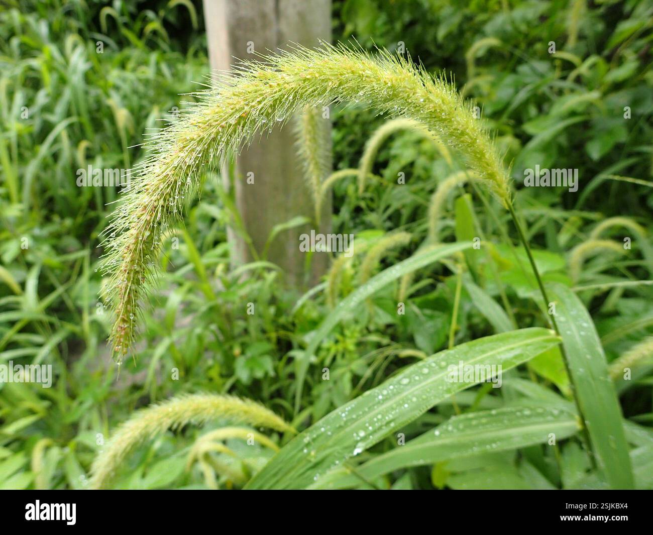 giant foxtail (Setaria faberi), Plantae, Villa San Lorenzo, Salta ...
