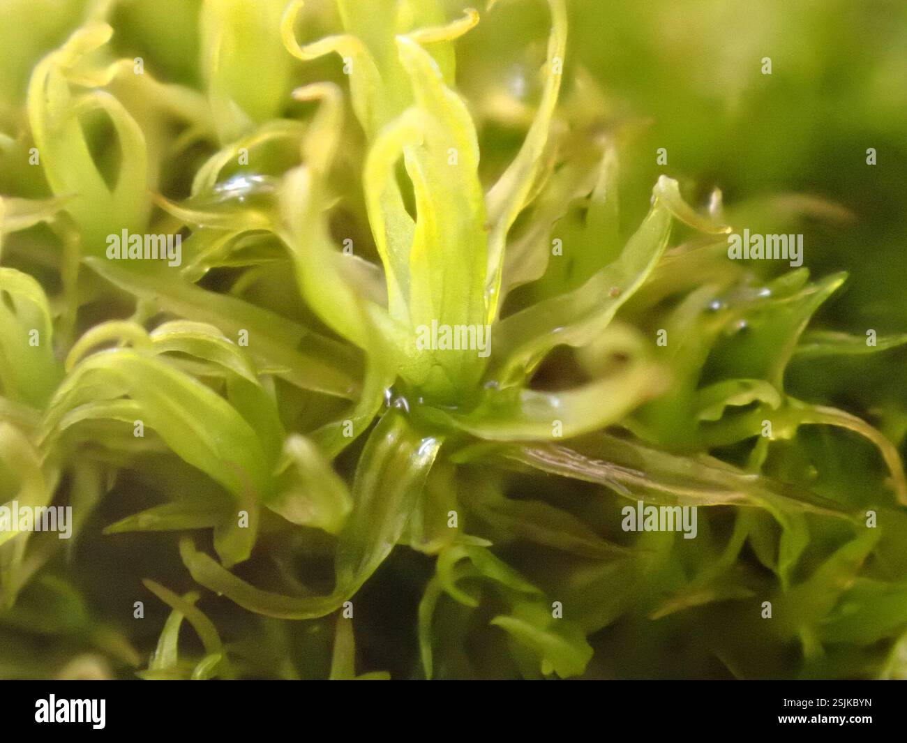 Wavy Beard-moss (Husnotiella sinuosa), Plantae, Meginhardweg, Arnhem ...