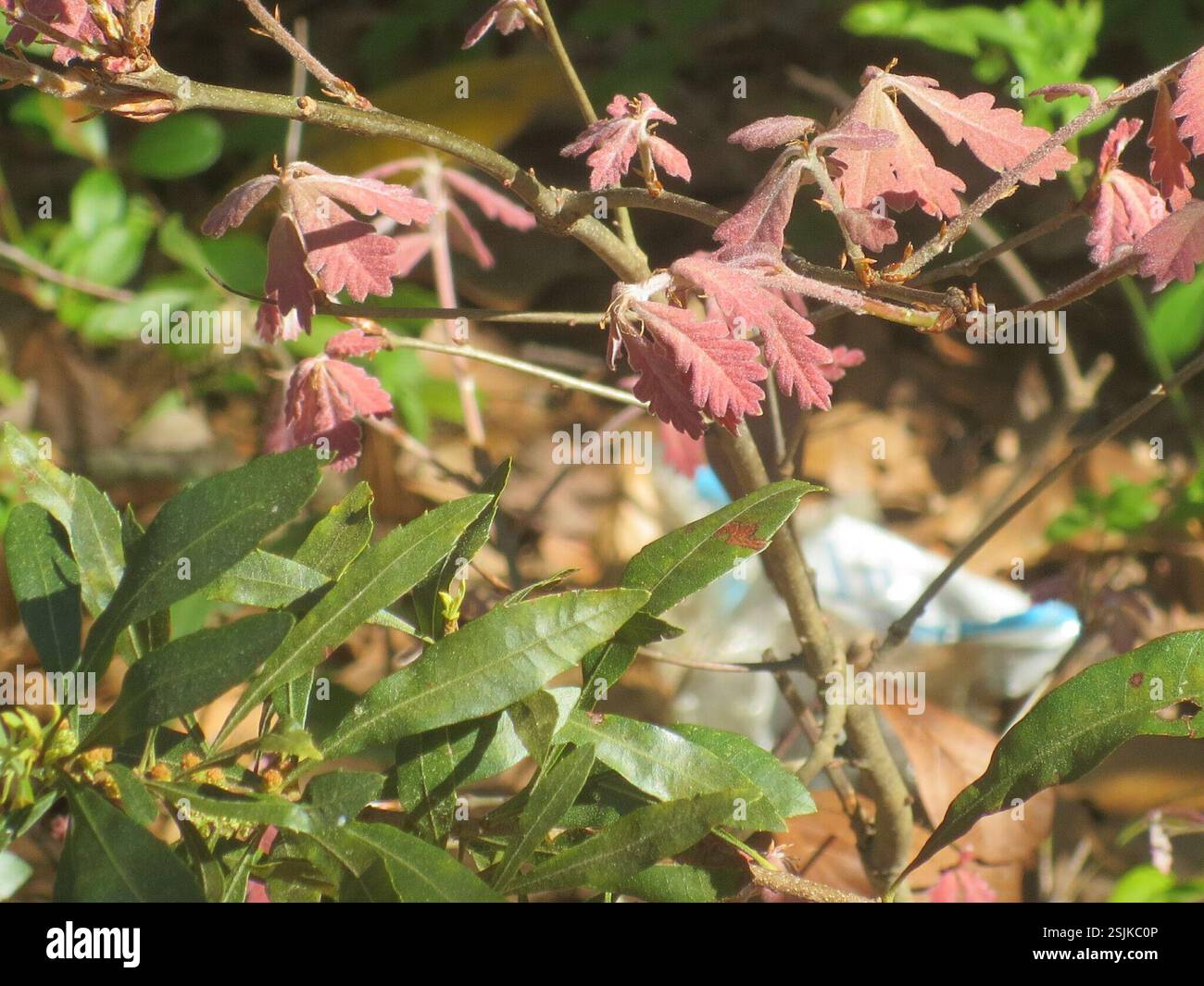 white oak (Quercus alba), Plantae, Windsor Forest, Savannah, GA, USA ...