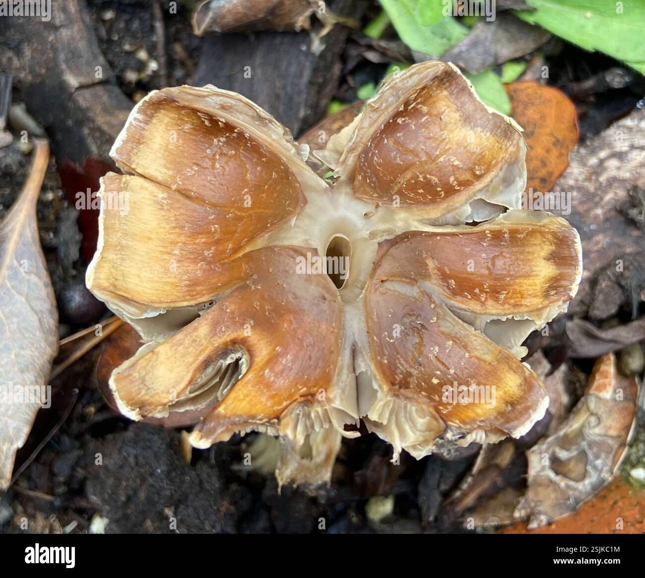 Brittlestems and Allies (Psathyrellaceae), Fungi, Watseka Ave, Los ...