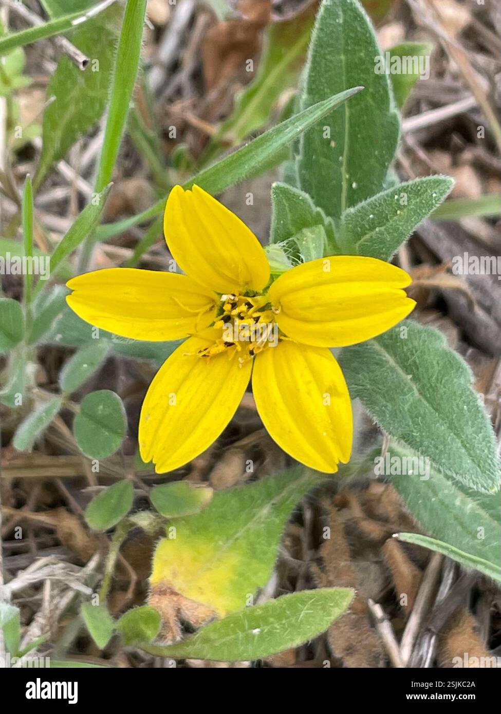 Texas yellow star (Lindheimera texana), Plantae, Lady Bird Johnson ...