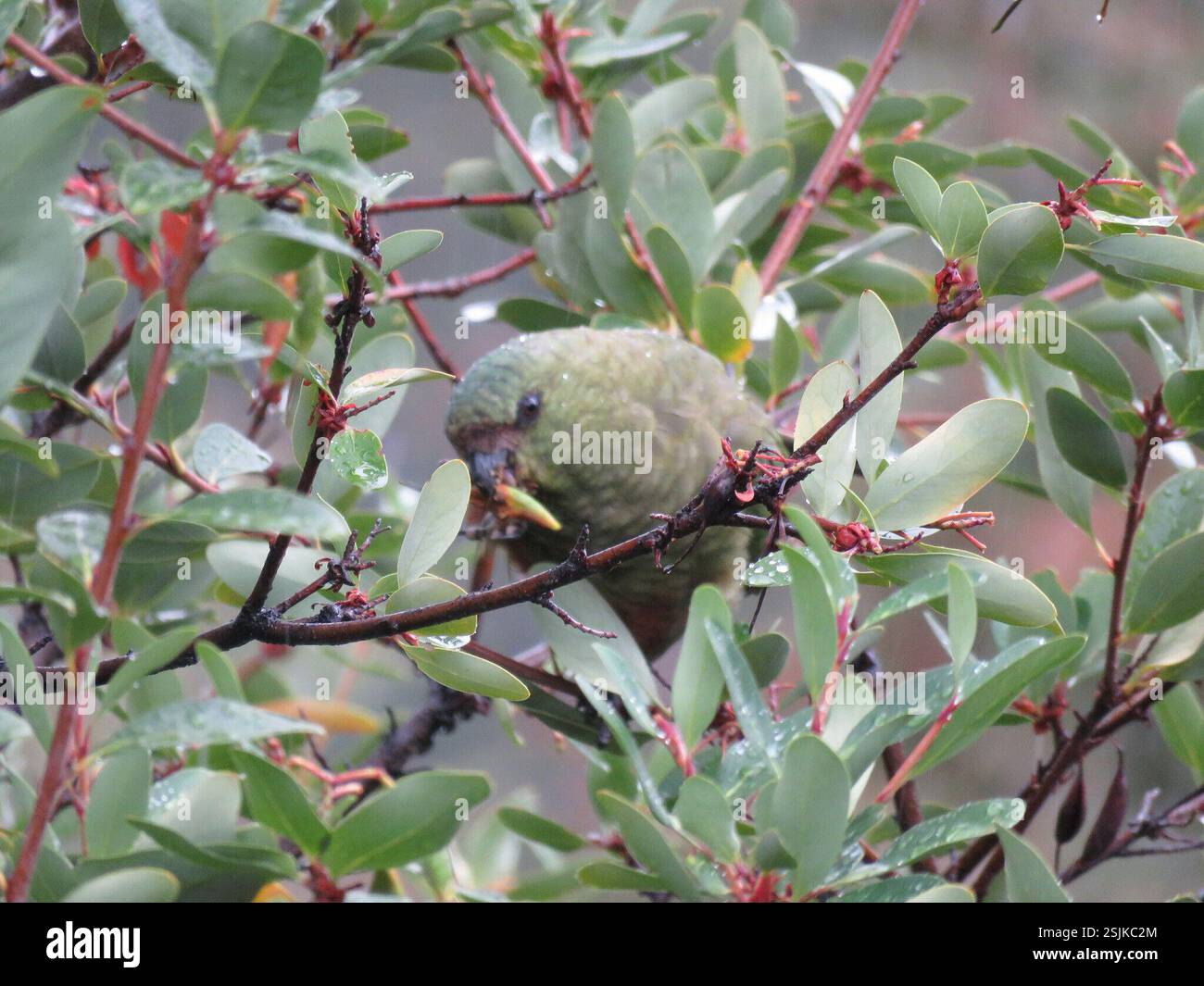 Austral Parakeet (Enicognathus ferrugineus), Aves, Ushuaia, Tierra del ...