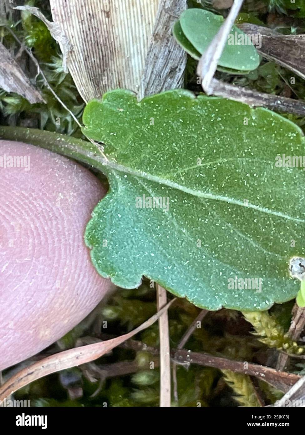 Triangle-leaved Violet (Viola emarginata), Plantae, Cameron-Briley Rd ...