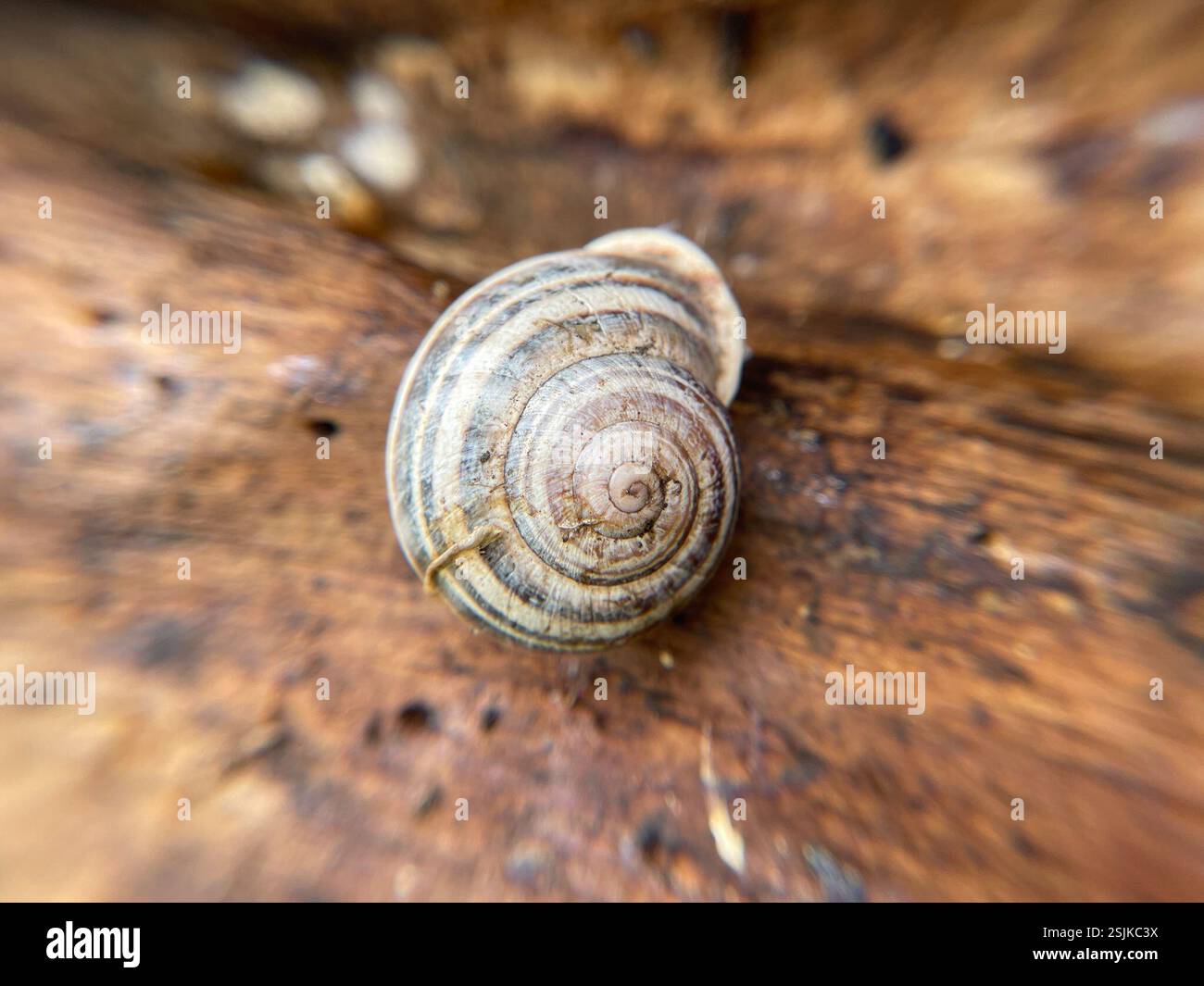 Milk Snail (Otala lactea), Mollusca, Alviso, San Jose, CA, USA Stock ...