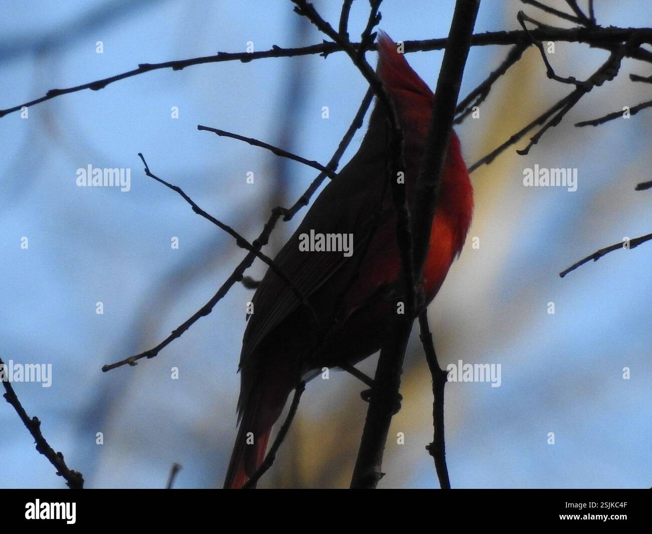 Northern Cardinal (Cardinalis cardinalis), Aves, Clifton, Cincinnati ...