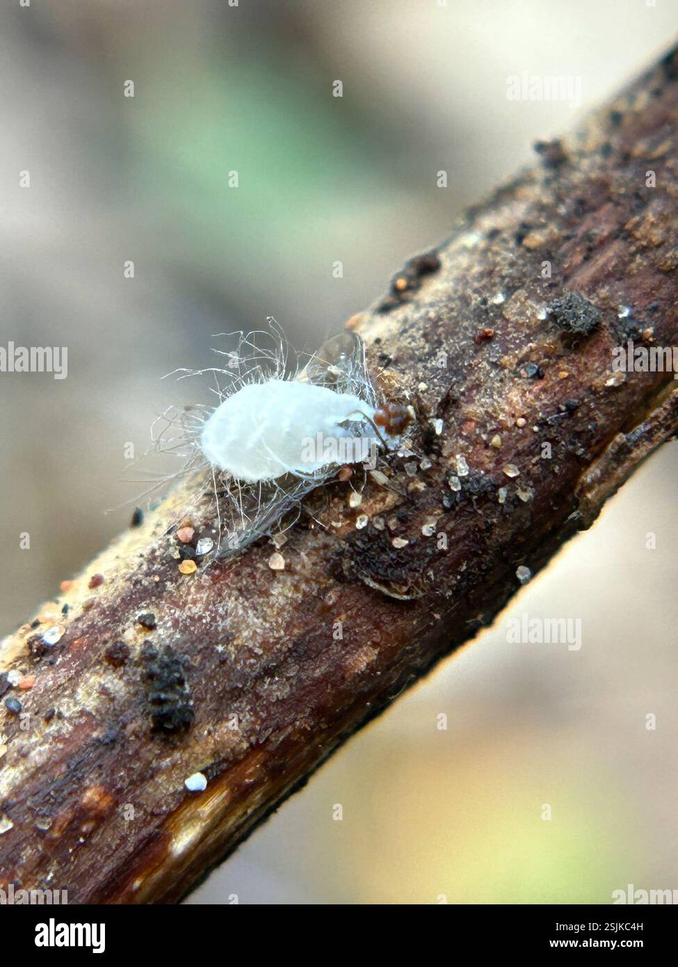 (Erynia), Fungi, Alamo Dr, Los Osos, CA, US Stock Photo - Alamy