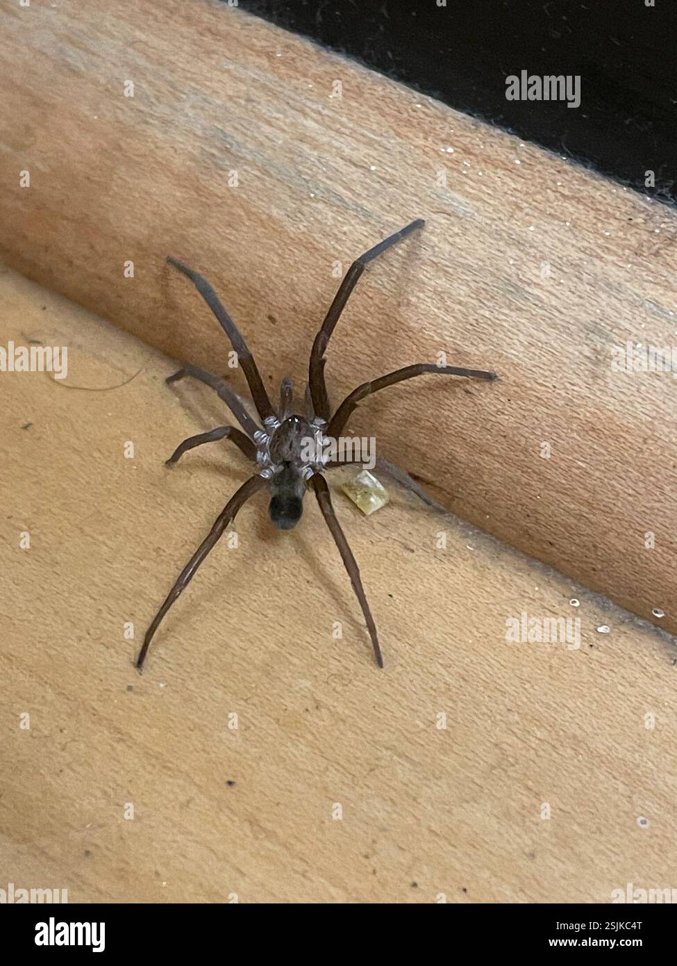 Southern House Spider (Kukulcania hibernalis), Arachnida, The ...