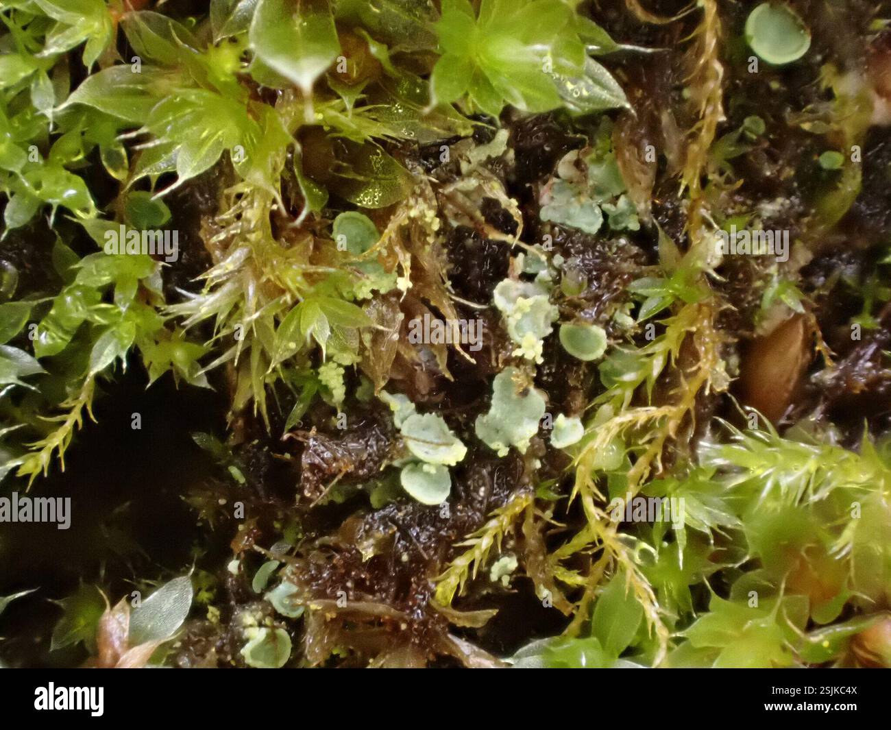 Elf Ears lichen (Normandina pulchella), Fungi, 35390 Gießen ...