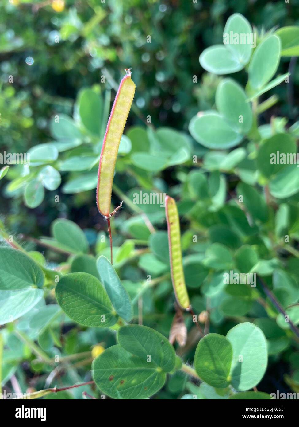 roundleaf sensitive pea (Chamaecrista rotundifolia), Plantae, Duaringa ...