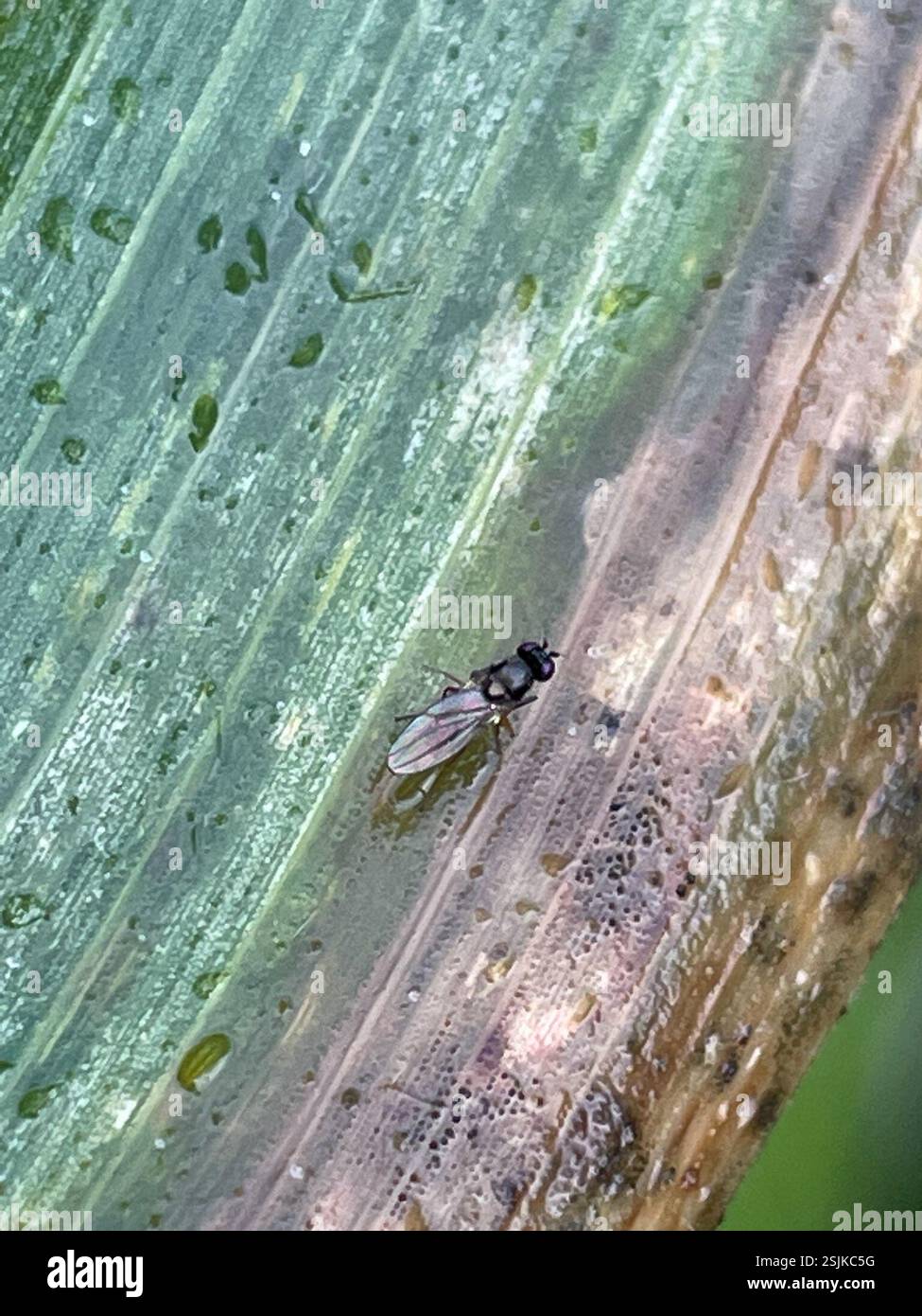 Black Pasture Fly (Hydrellia tritici), Insecta, Melbourne VIC ...