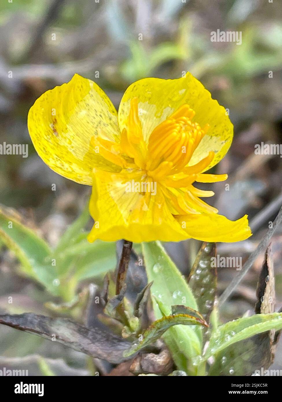 Bush Poppy (Dendromecon rigida), Plantae, Hain Wilderness, Paicines, CA ...