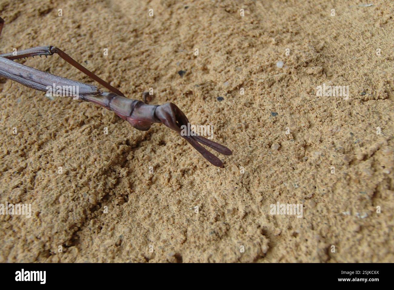 (Podacanthus), Insecta, 62 Railway Parade, Wentworth Falls NSW 2782 ...