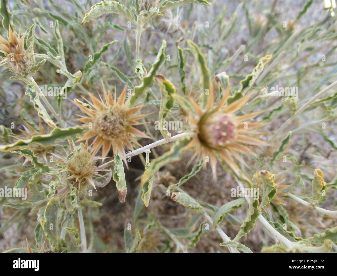 Common Karmedik (Dicoma capensis), Plantae, Erongo Region, Namibia ...