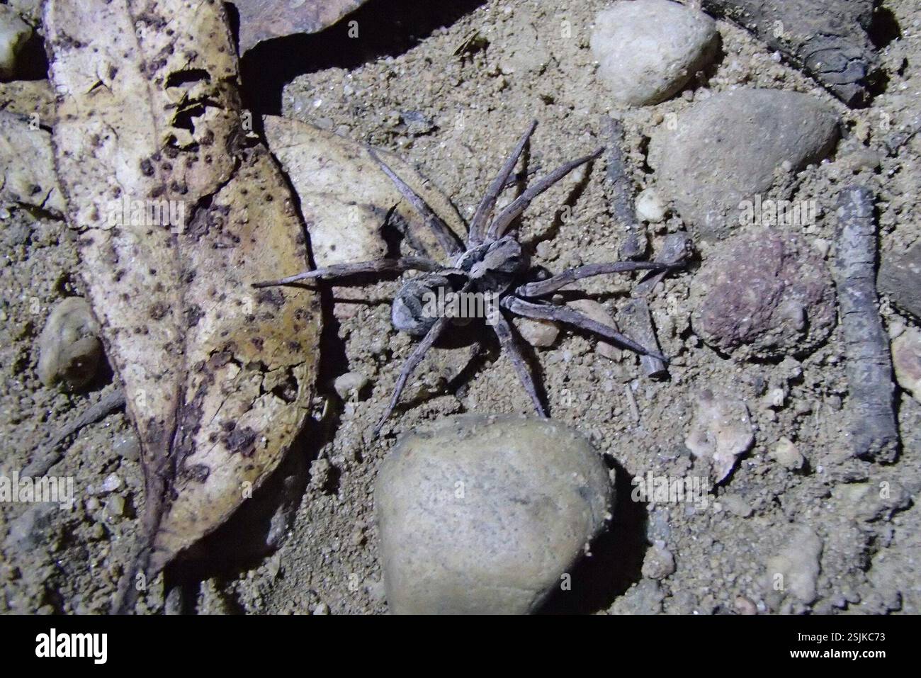 Variable Wolf Spider (Venator spenceri), Arachnida, 62 Railway Parade ...