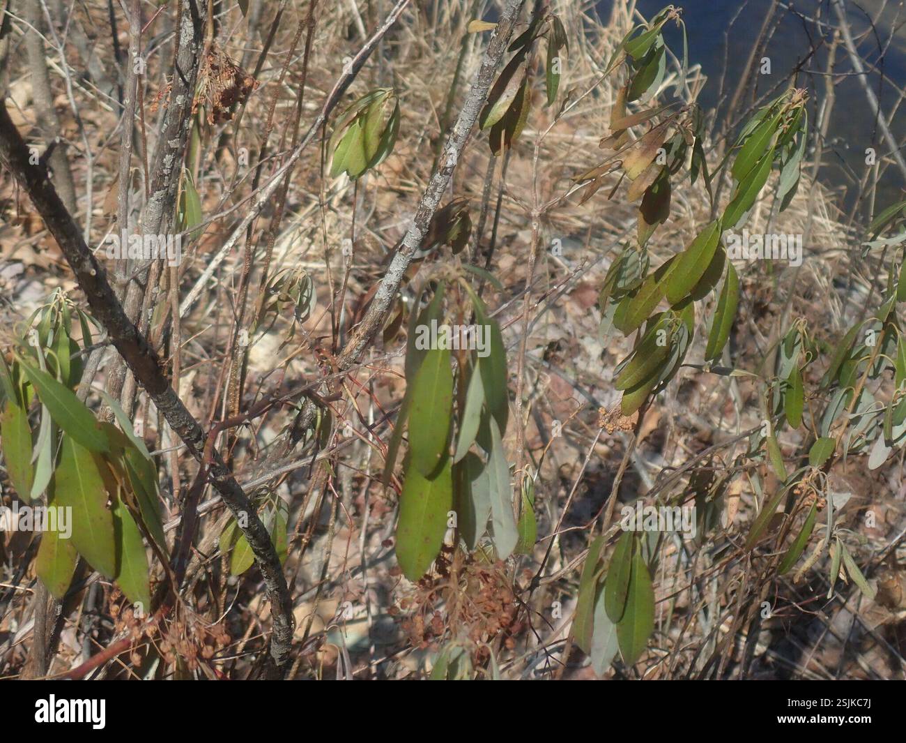 sheep laurel (Kalmia angustifolia), Plantae, Amherst Center, Amherst ...