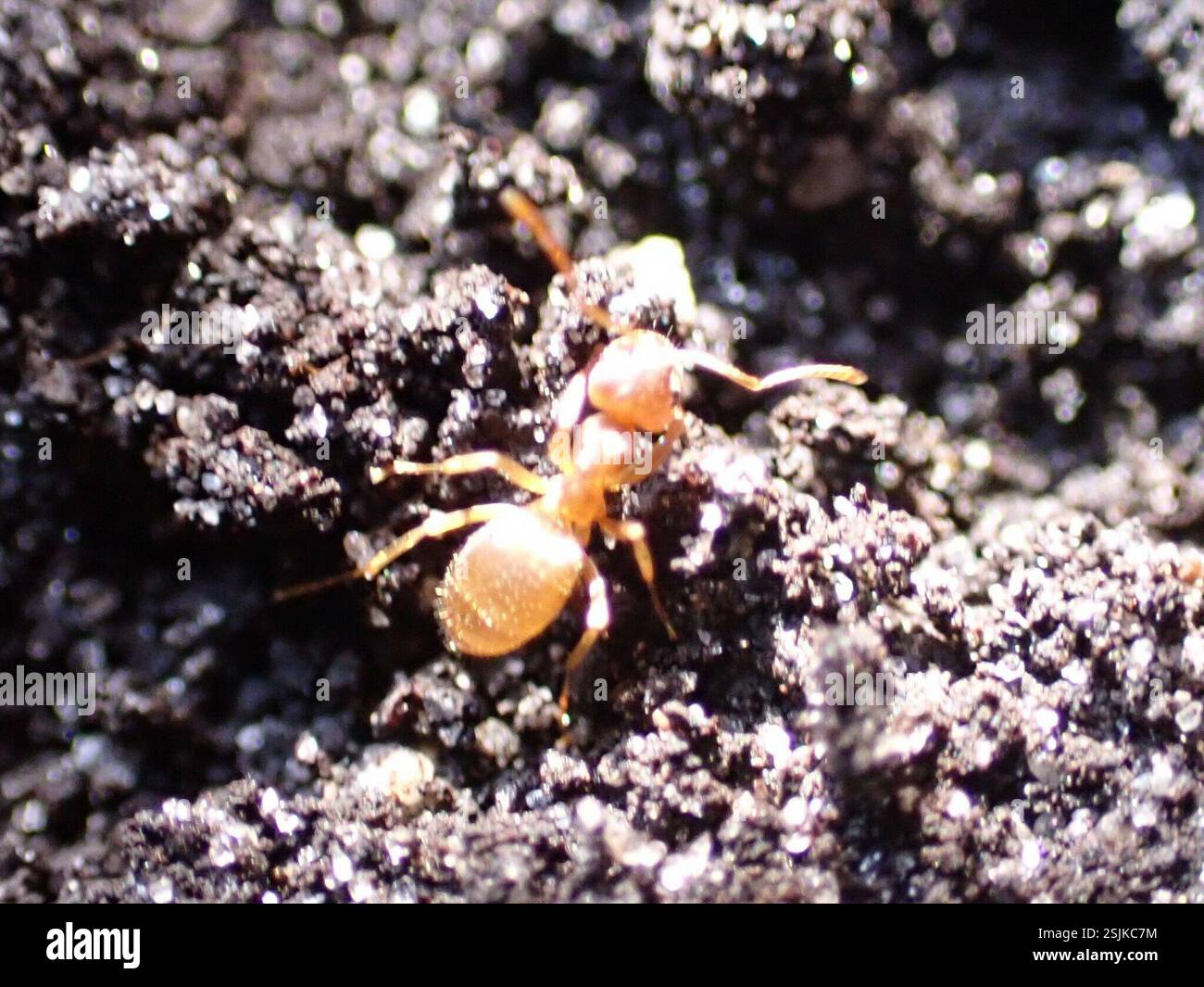Citronella Ants, Fuzzy Ants, and Allies (Lasius), Insecta, North ...