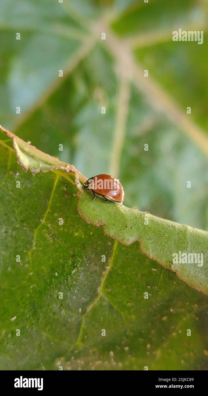 Spotless Lady Beetle (Cycloneda sanguinea), Insecta, Bahía Blanca ...