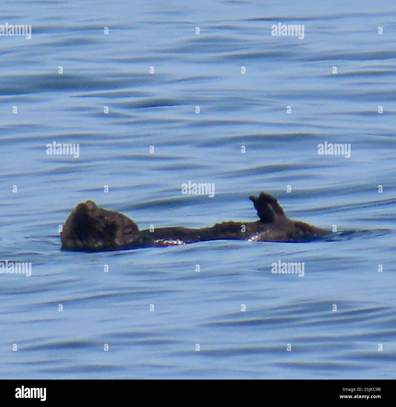 Southern Sea Otter (Enhydra lutris nereis), Mammalia, California, US ...