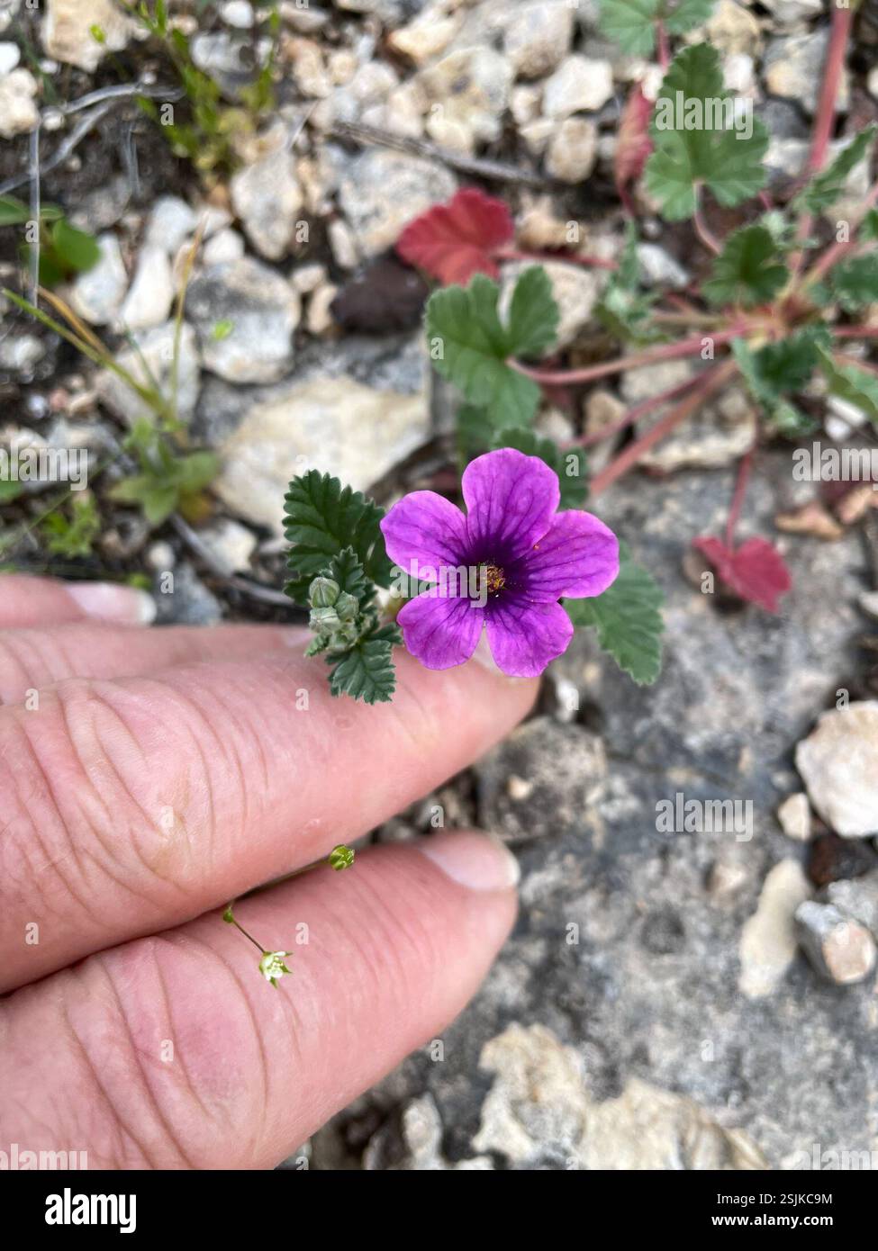 Texas stork's bill (Erodium texanum), Plantae, Temple, TX, US Stock ...