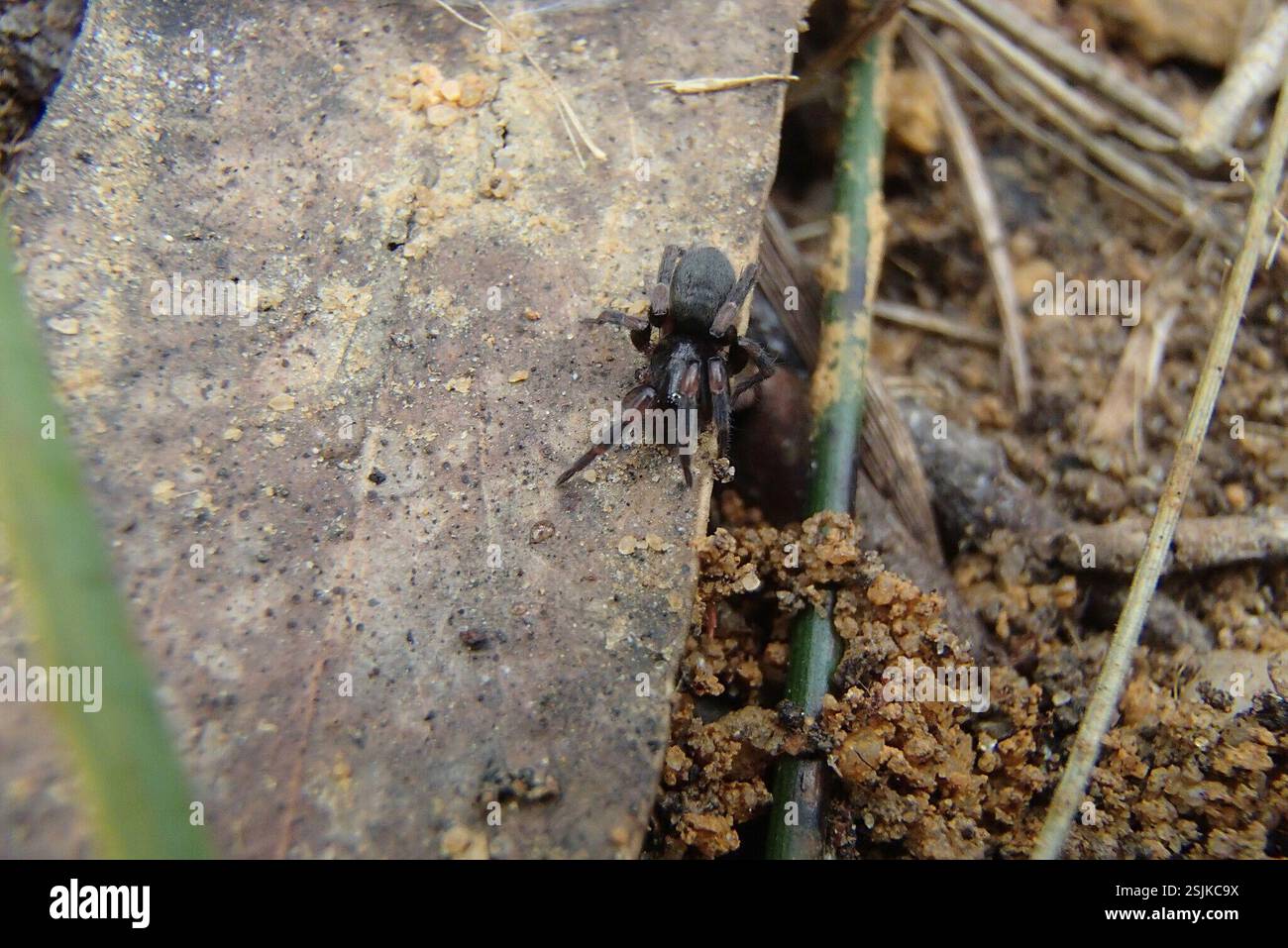 Spiders (Araneae), Arachnida, 62 Railway Parade, Wentworth Falls NSW ...