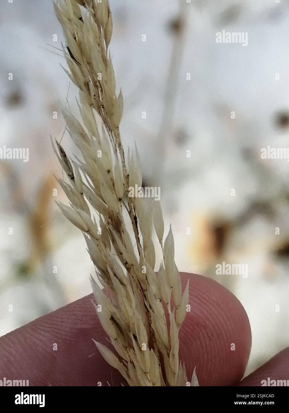 grasses (Poaceae), Plantae, Иркутская обл., Россия, 665490 Stock Photo ...