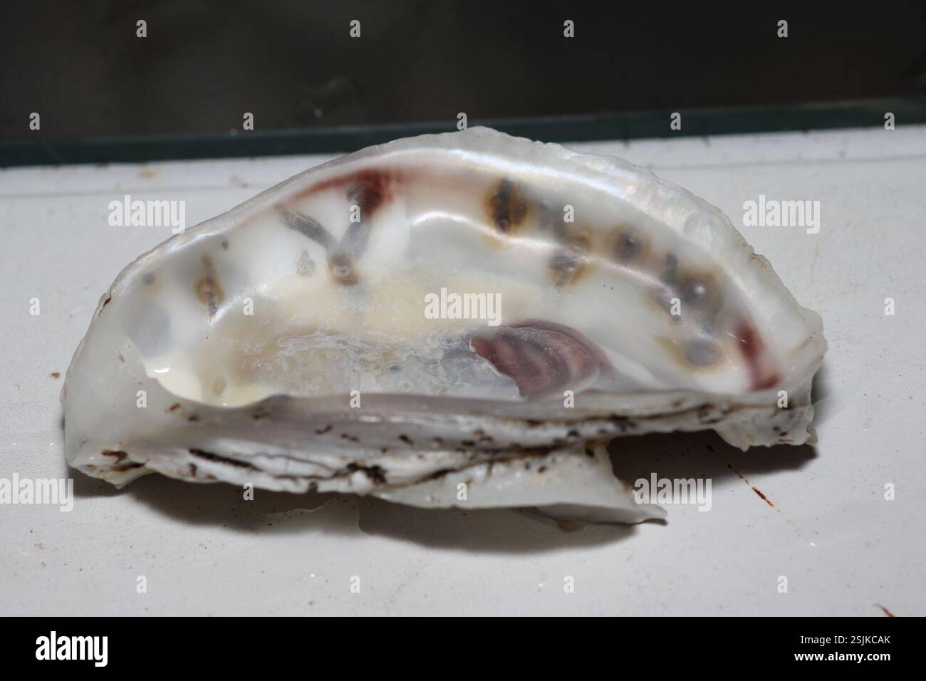True Oysters (Ostreidae), Mollusca, Praia dos Carneiros Stock Photo - Alamy
