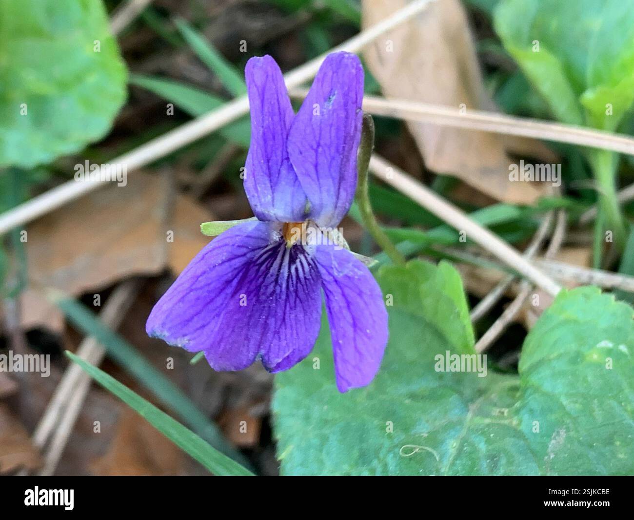 Sweet violet (Viola odorata), Plantae, Stanley Park, Vancouver, BC, CA ...