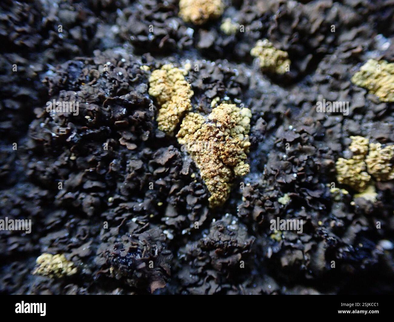 Creeping Sulphur Lichen (Gyalolechia subbracteata), Fungi, Palm Desert ...