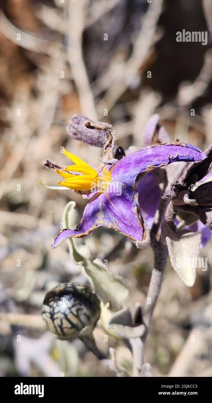 Baja California nightshade (Solanum hindsianum), Plantae, Ensenada, MX ...