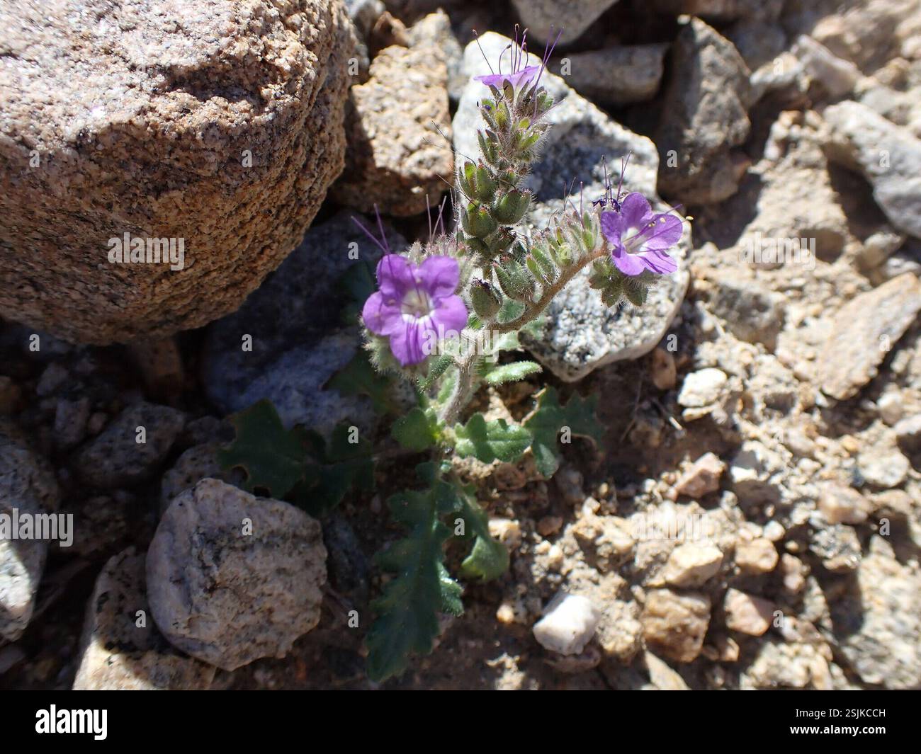 Notch-leaf Scorpionweed (Phacelia crenulata), Plantae, Riverside County ...