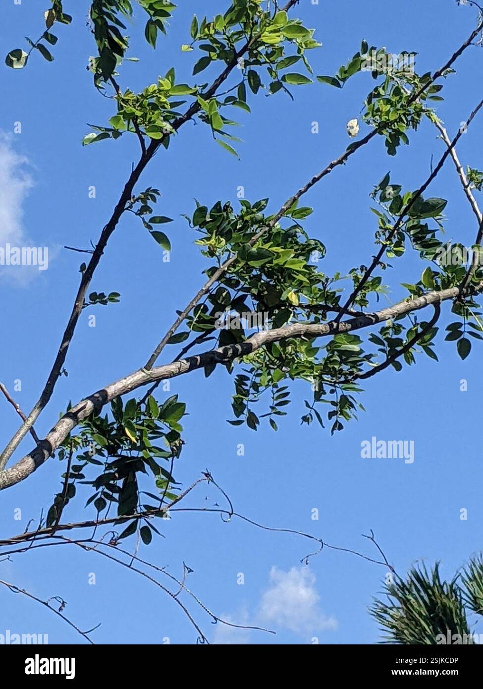 Fence Post Tree (Gliricidia sepium), Plantae, Moca, Dominican Republic ...