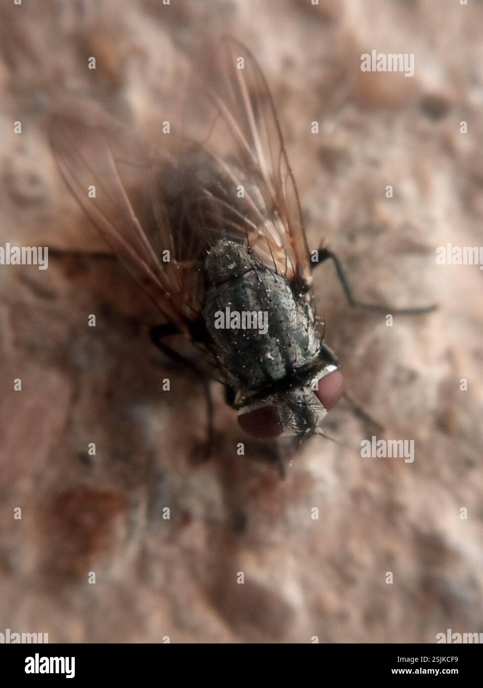 (Musca), Insecta, La Frette Stock Photo - Alamy