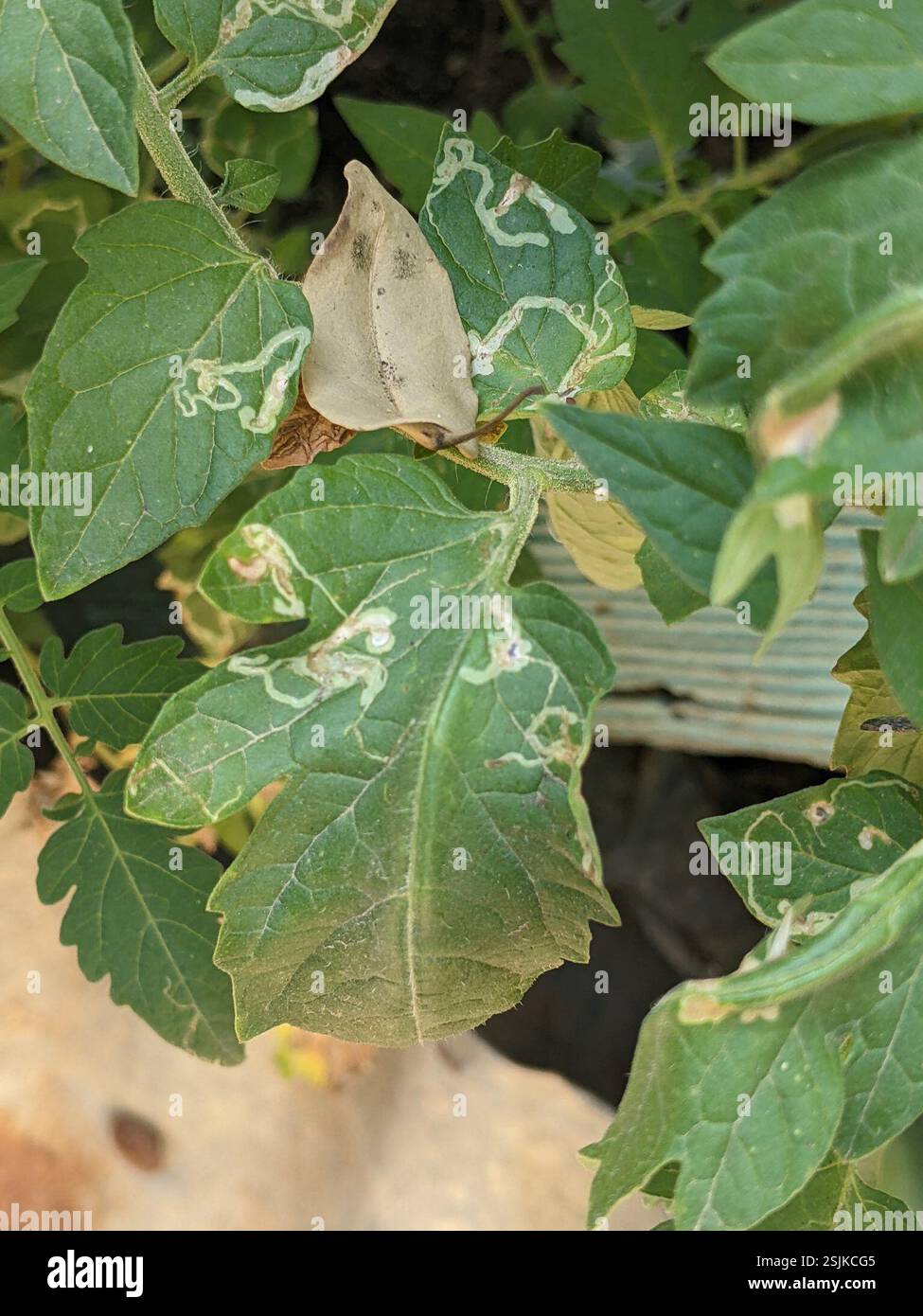Leaf-miner Flies (Agromyzidae), Insecta, Moca, Dominican Republic Stock ...