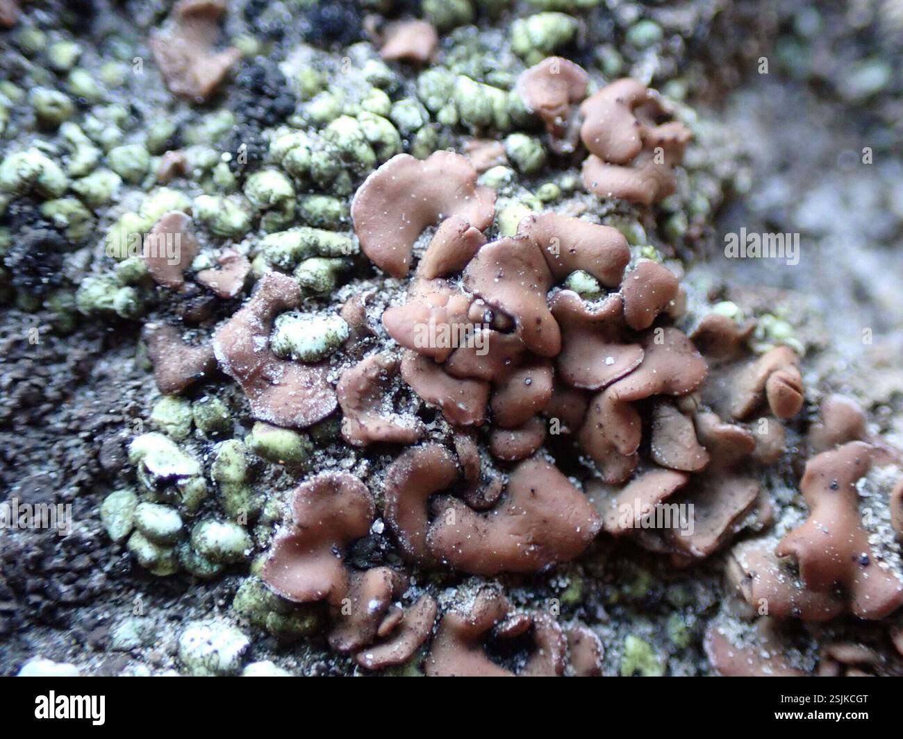 Fishscale Lichens (Psora), Fungi, Palm Springs, CA, USA, ??? on rock. P ...