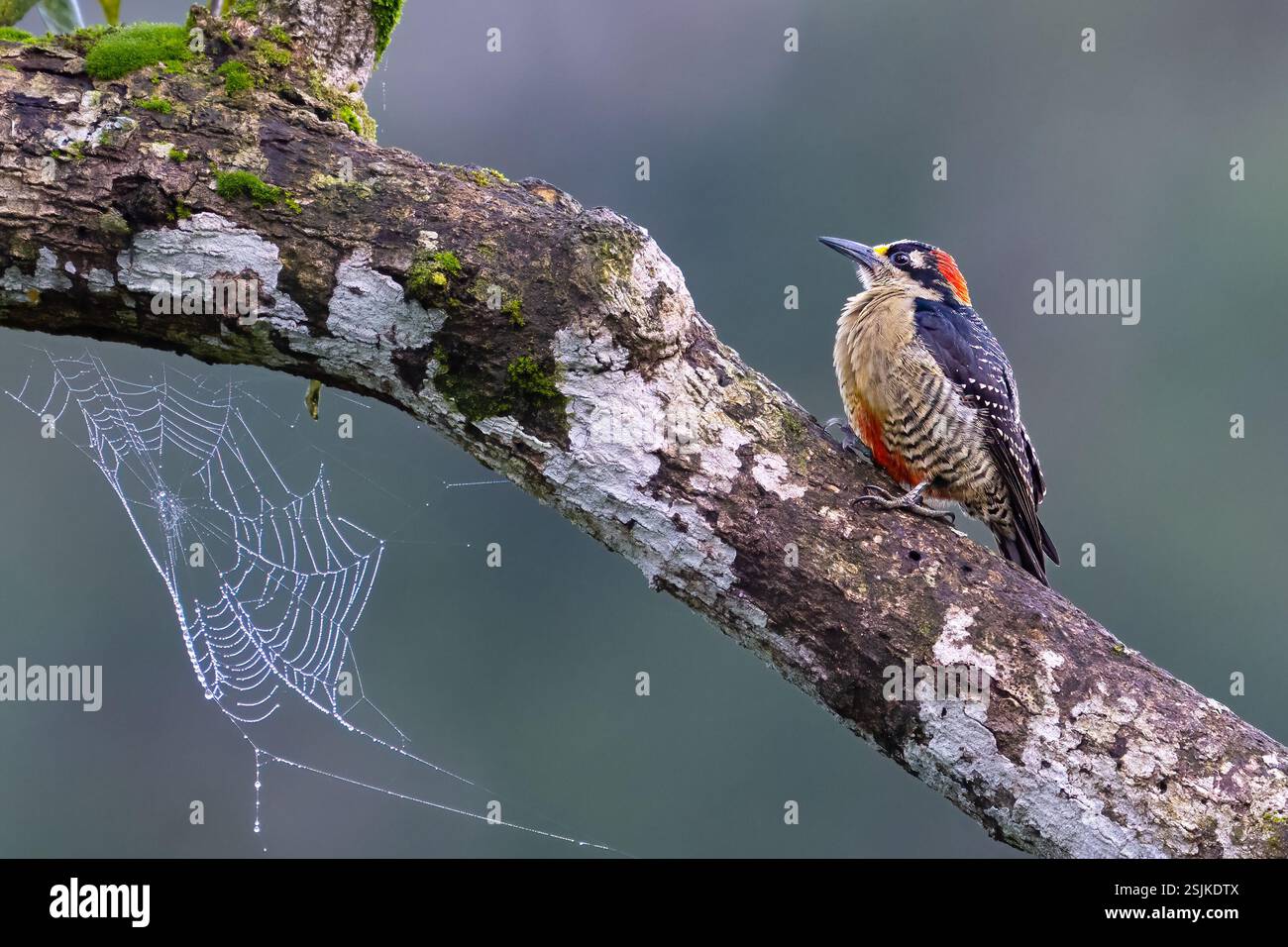 The black-cheeked woodpecker, Melanerpes pucherani, bird in subfamily ...